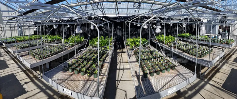 El Fotoperiodo y la Floración – Hort Americas Mexico