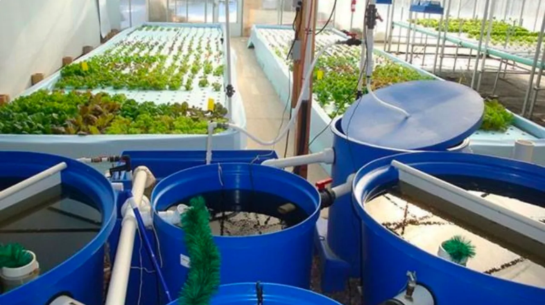 Acuaponía – Hortamericas Mexico