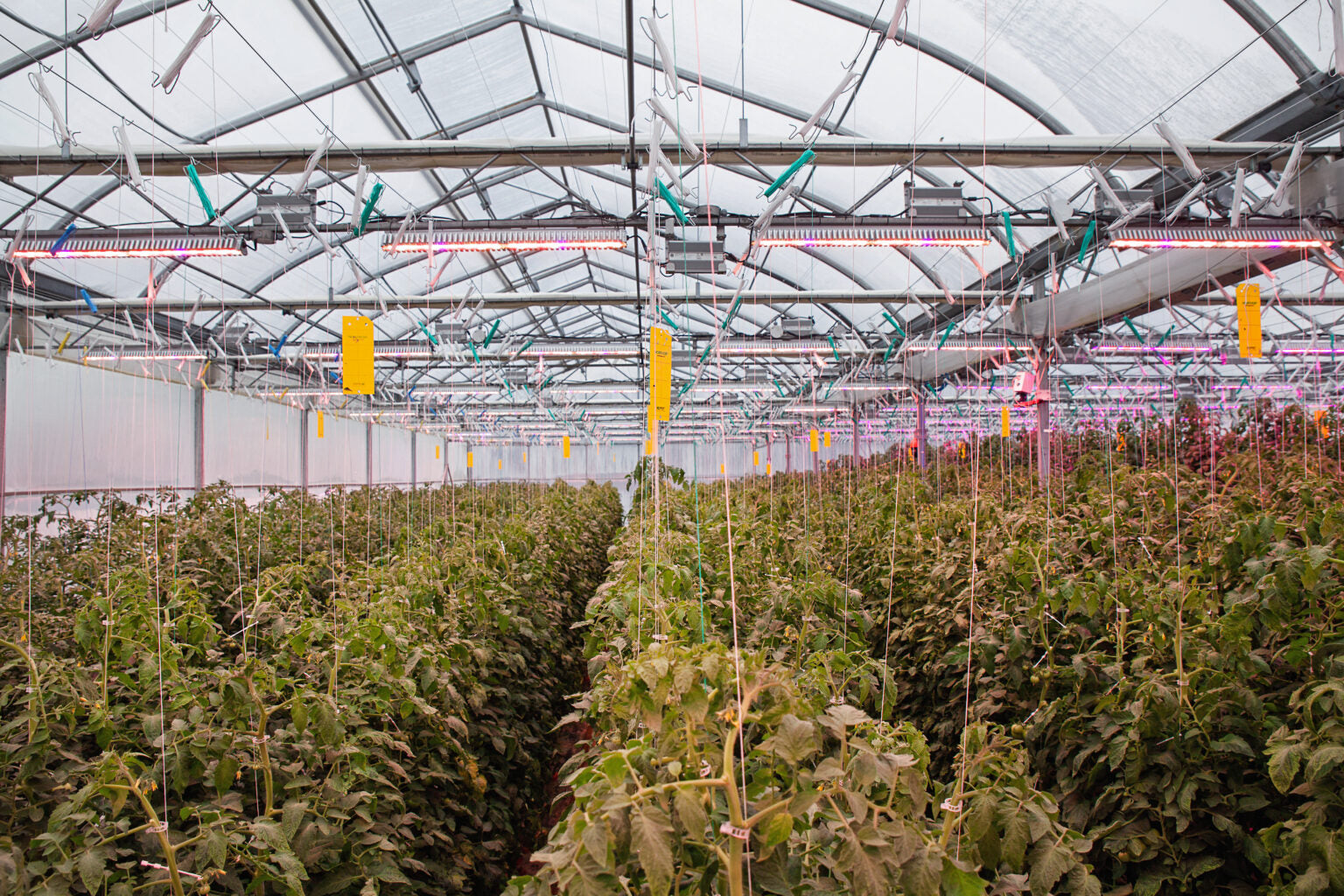 Lo que necesitas saber: Iluminación LED estática VS dinámica – Hort ...