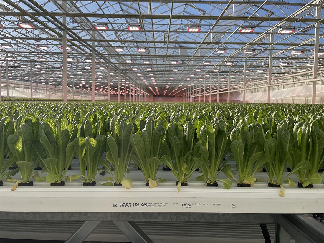 Hort Americas y Hortiplan anuncian asociación estratégica para apoyar ...